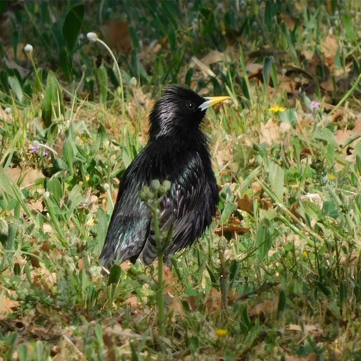 7-Day Morocco Birding Tour: Discover the North-West and Middle Atlas