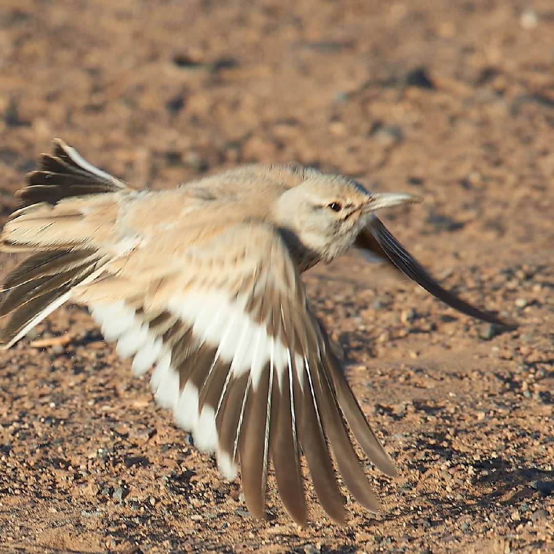 FAQs — Birdwatching & Wildlife Tours in Morocco