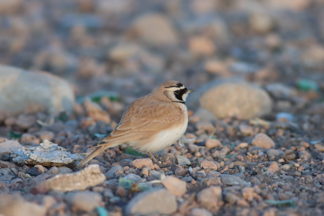 FAQs — Birdwatching & Wildlife Tours in Morocco