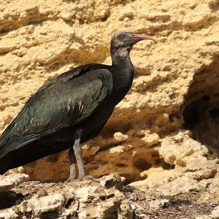 Explore Morocco's Birding Wonders: 7-Day Private Guided Tour