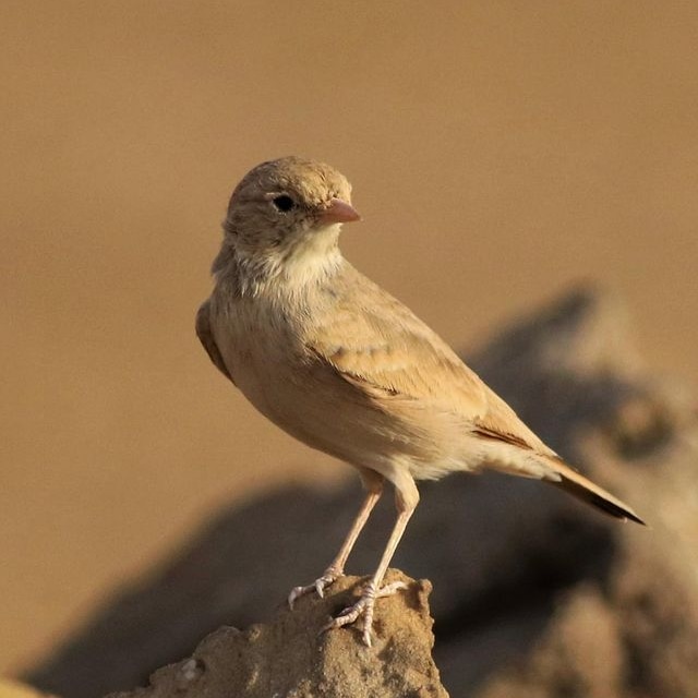 Exploring Morocco’s Wildlife: 10-day Birding tour from Marrakech to Agadir
