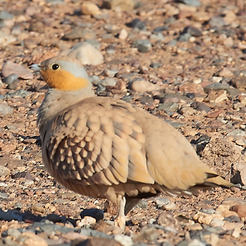 Contact Birding in Morocco — Get in Touch