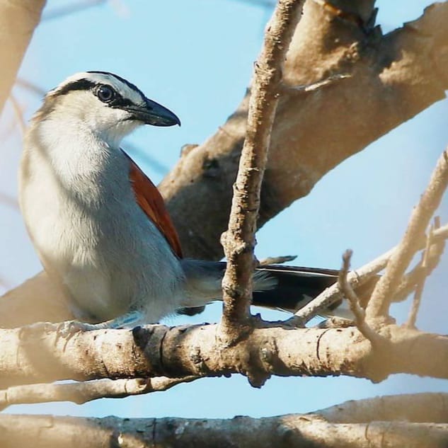 7-Day Morocco Birding Tour: Discover the North-West and Middle Atlas