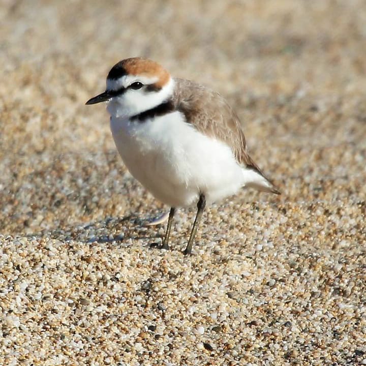 Discover the Best Birding Destinations in Morocco | Rich Avian ...