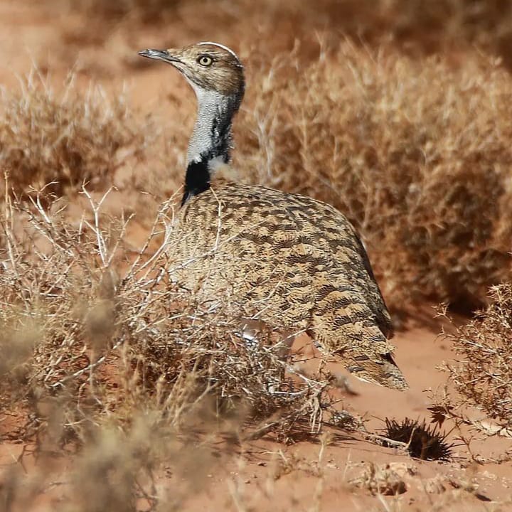 Merzouga Desert Birding Tour 2 Days Birdwatching Adventure