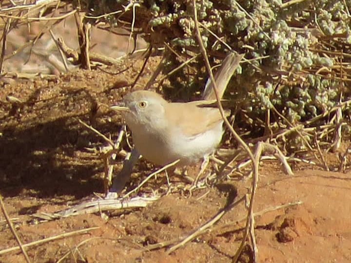 Discover Avian Wonders of Morocco: 9-Day Birdwatching Tour