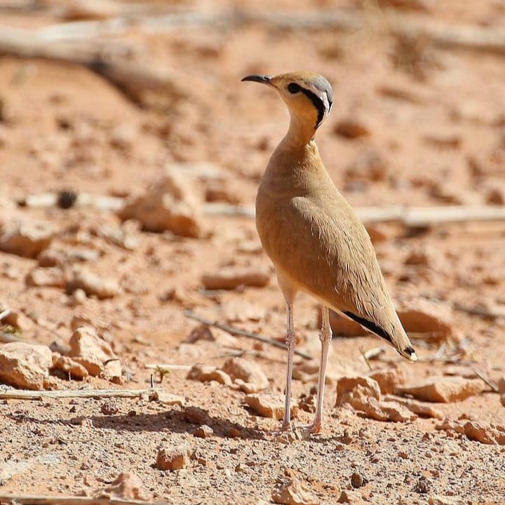 Explore Morocco's Birding Wonders: 7-Day Private Guided Tour