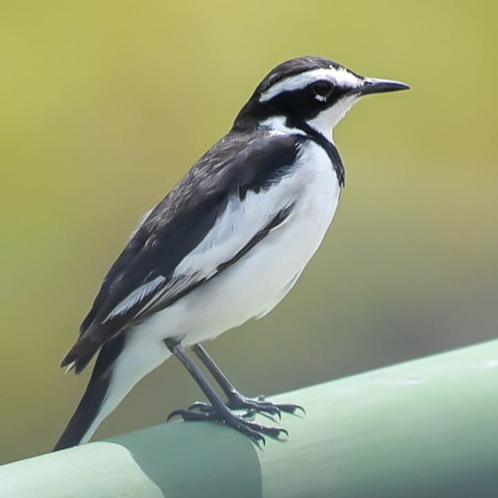 Explore Morocco's Birding Wonders: 7-Day Private Guided Tour