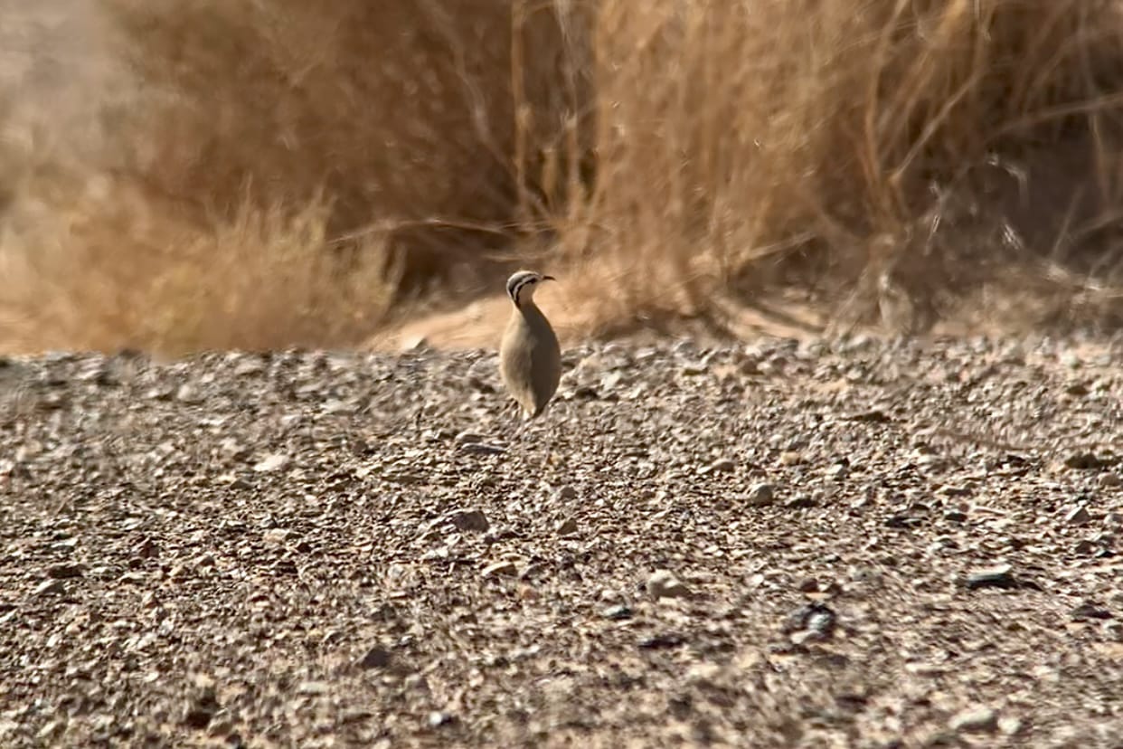 Discover the Best Birding Destinations in Morocco | Rich Avian ...