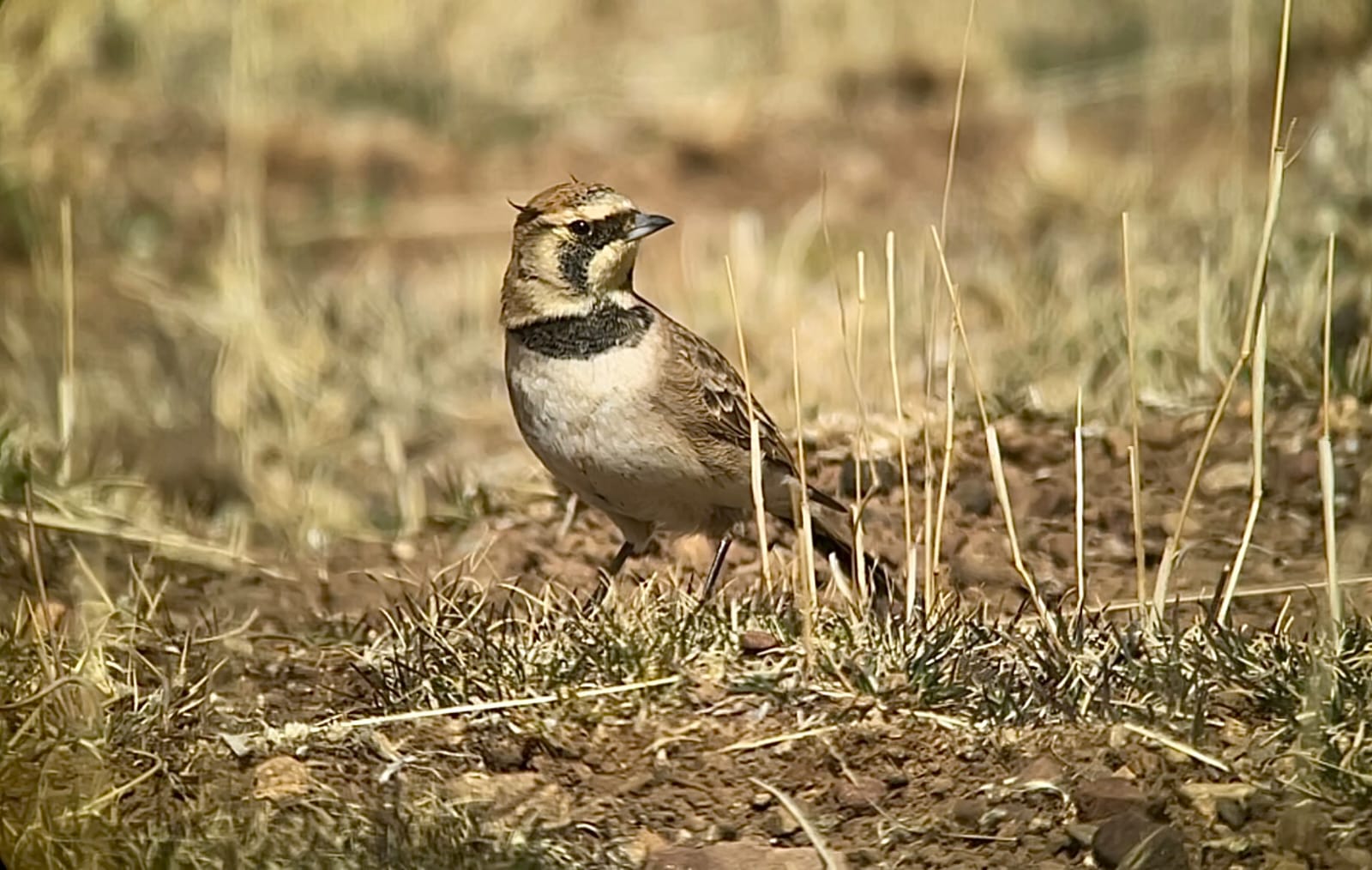 Discover the Best Birding Destinations in Morocco | Rich Avian ...