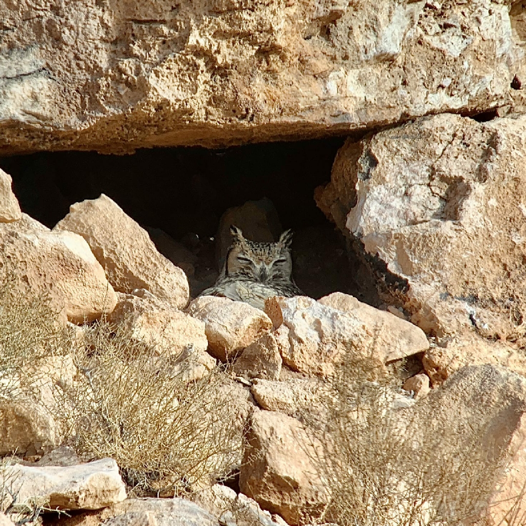 Discover the Best Birding Destinations in Morocco | Rich Avian ...