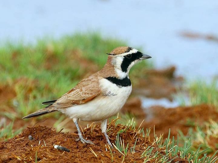 Discover Morocco's Avian Diversity: 15-Day Birding Adventure