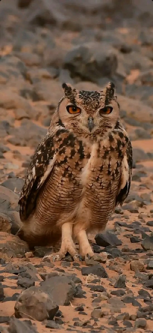 7-Day Morocco Birding Tour: Discover the North-West and Middle Atlas