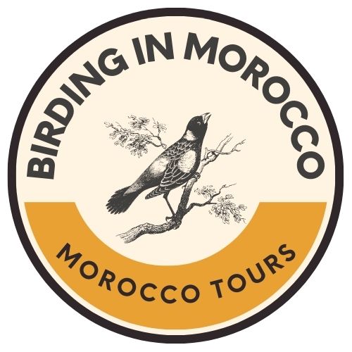 Birding in Morocco: Your Ultimate Guide to Experiencing Avian Beauty
